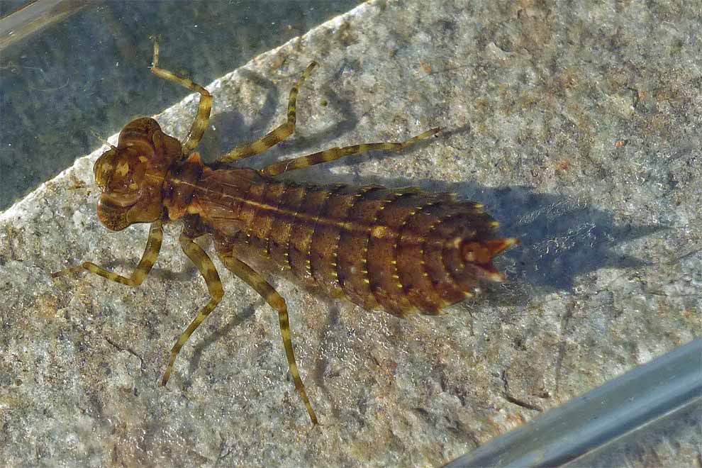 Odonata - Rithet's Bog Conservation Society