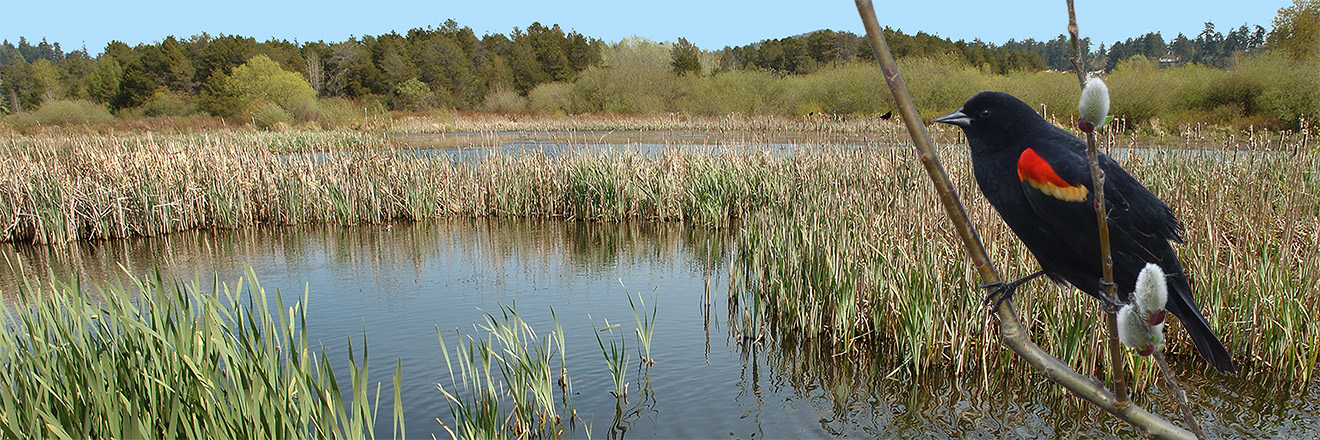 Biodiversity Project - Rithet's Bog Conservation Society